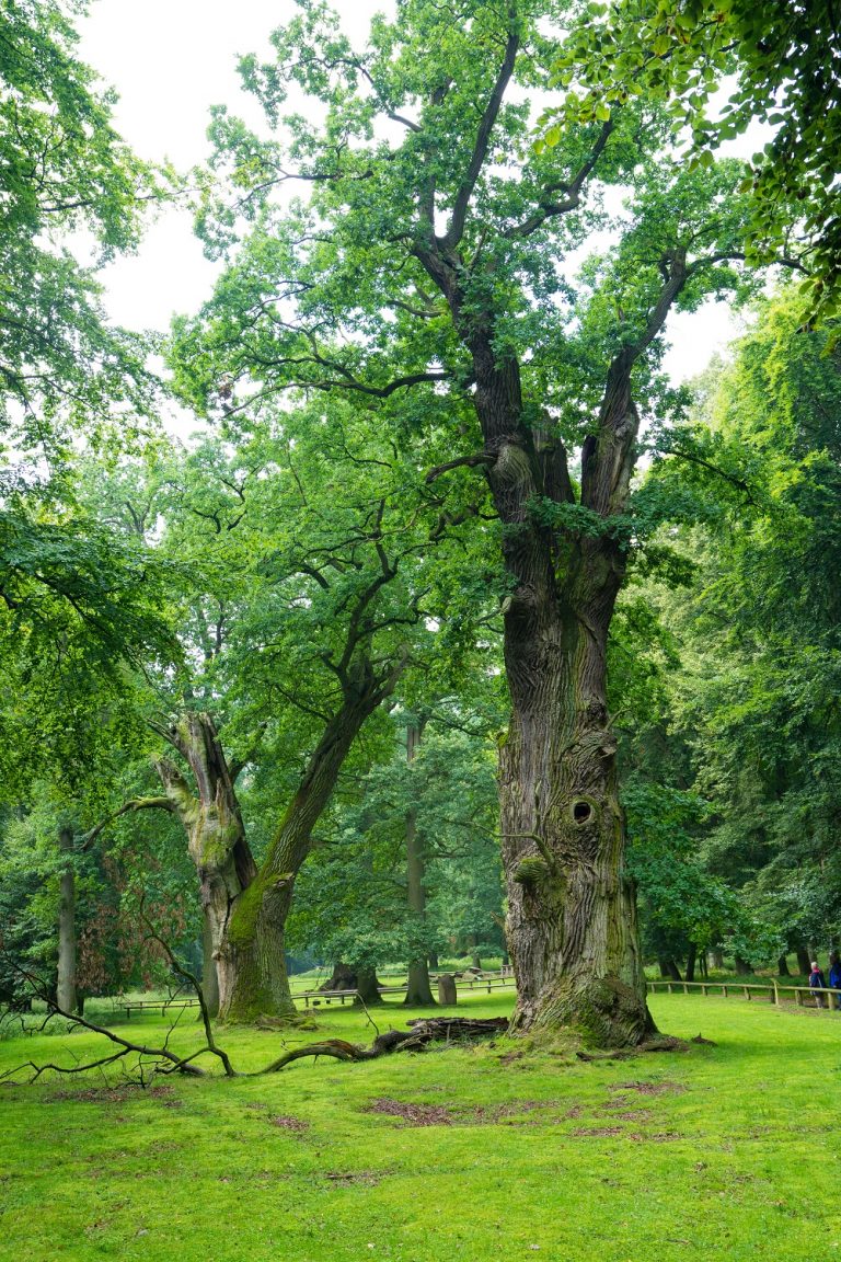Ivenacker Eichen - Hasches Abenteuer
